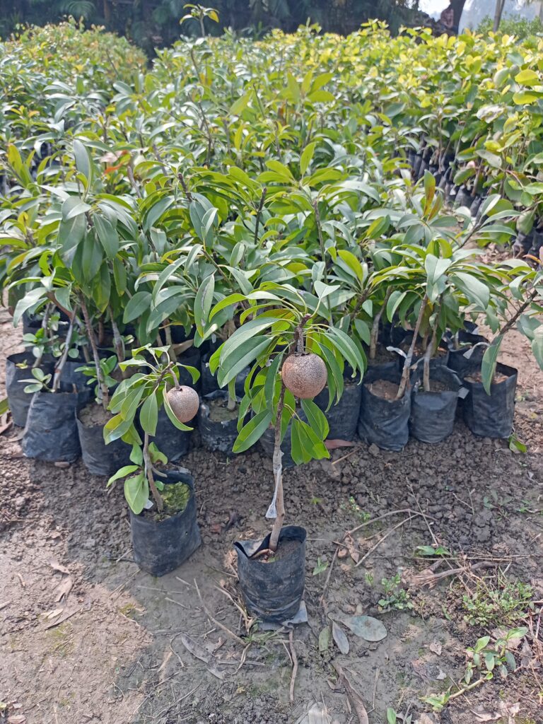 CHIKU – SEN NURSERY