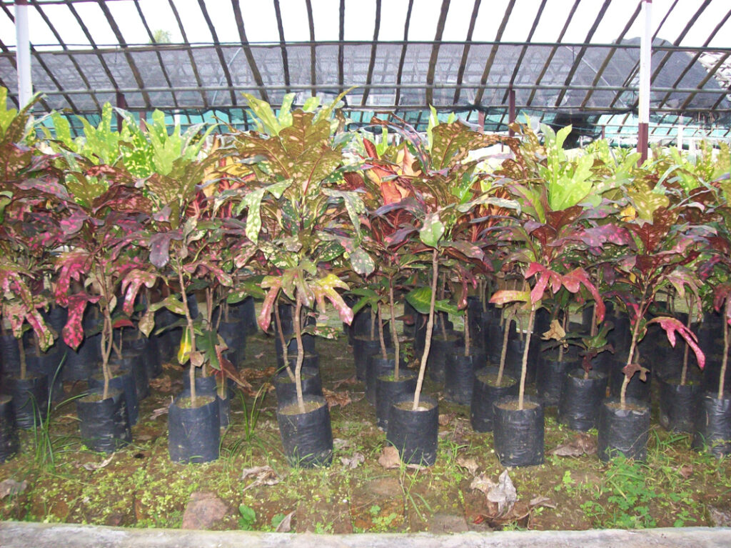 CROTON – SEN NURSERY