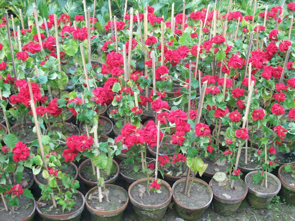 Fire Ball – SEN NURSERY