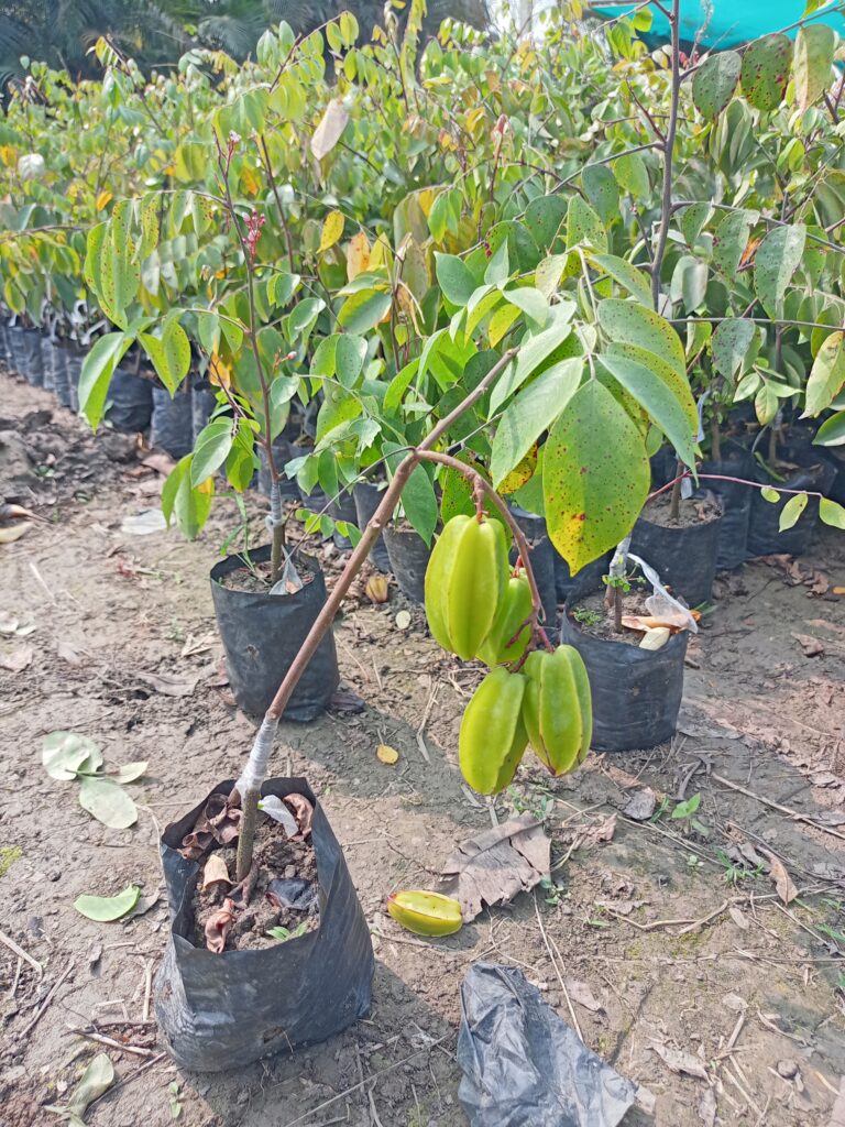 KAMRUKH (KAMRANGA) – SEN NURSERY