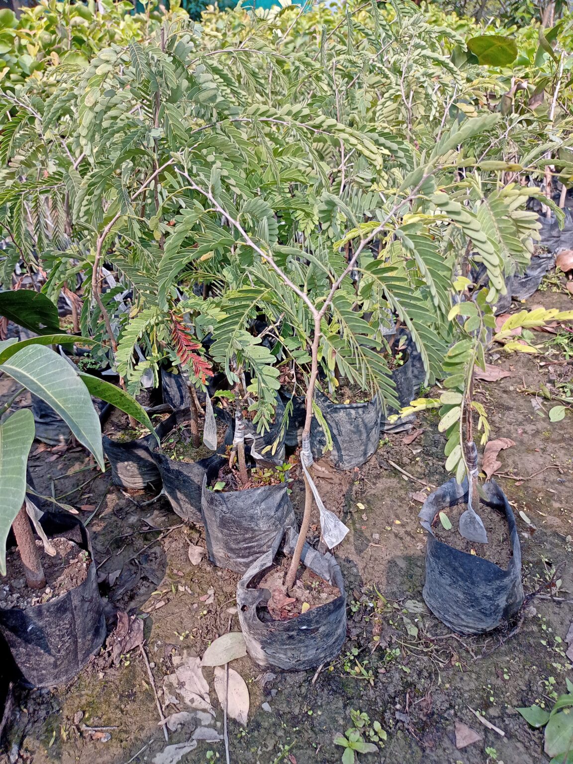 RED IMLI – SEN NURSERY