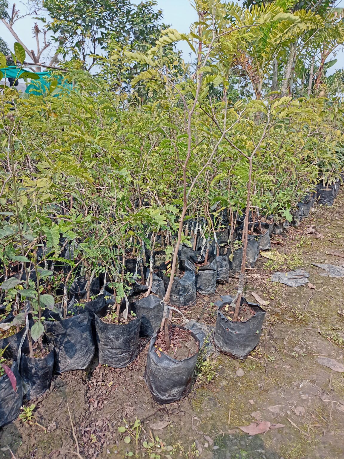 SWEET IMLI – SEN NURSERY